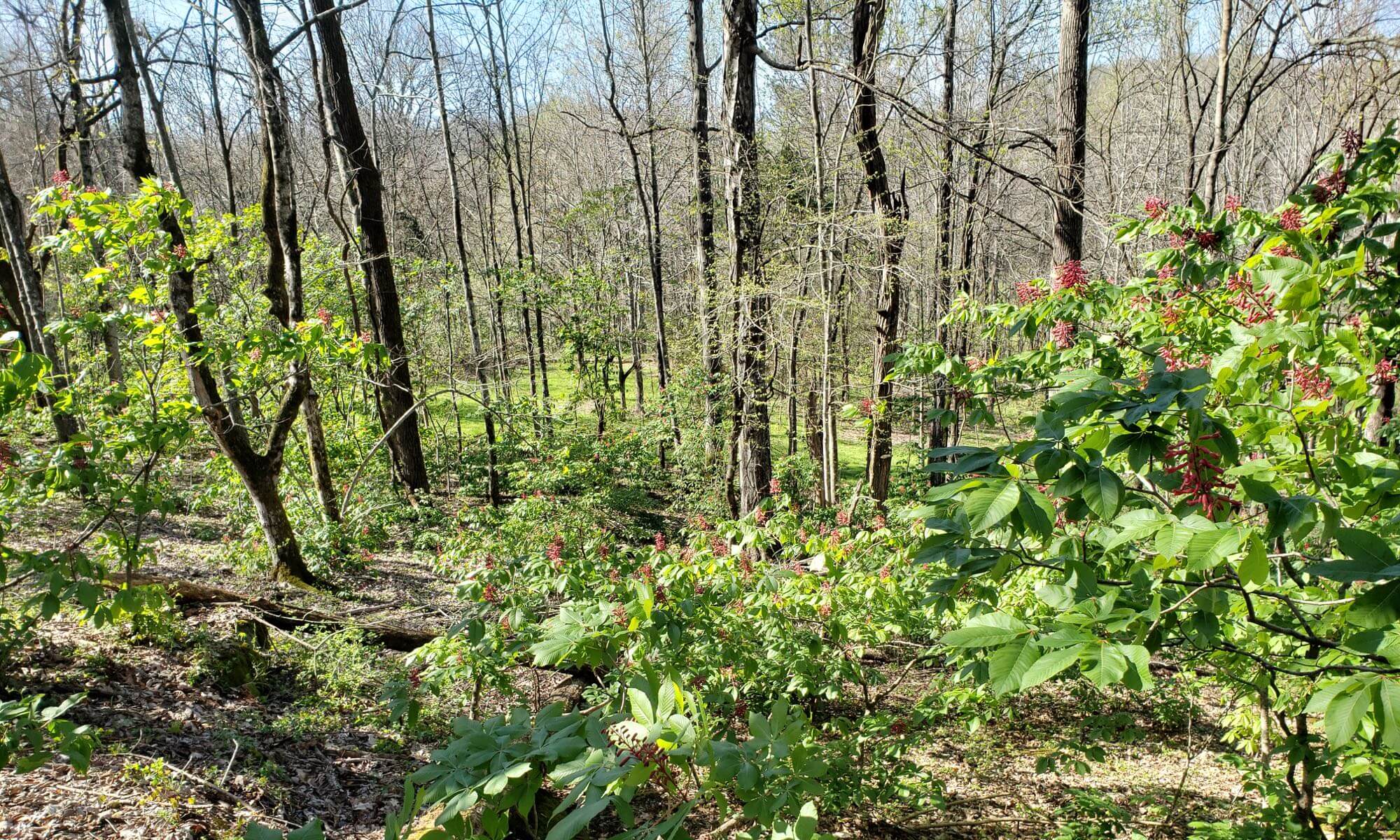 Experience – Second Intention Farm
